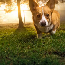 Making Colors Come to Life in Photoshop - PHLEARN