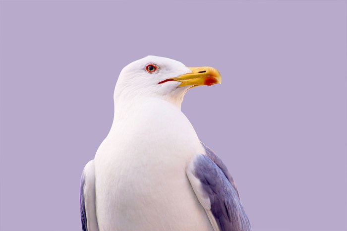 Master the Pen Tool in Under 8 Minutes