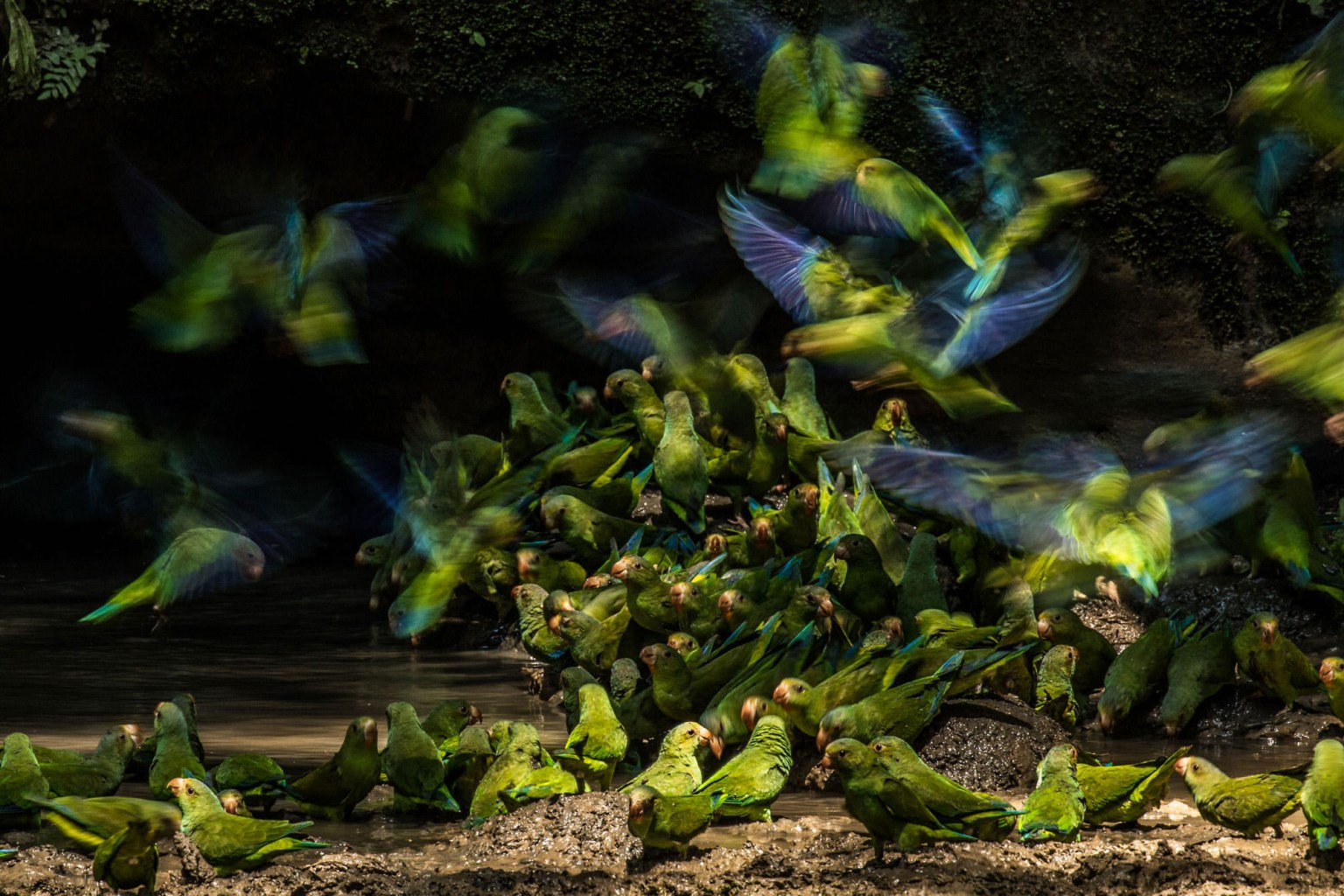 Winners of the 2018 Audubon Photography Awards Show an Exquisite View ...