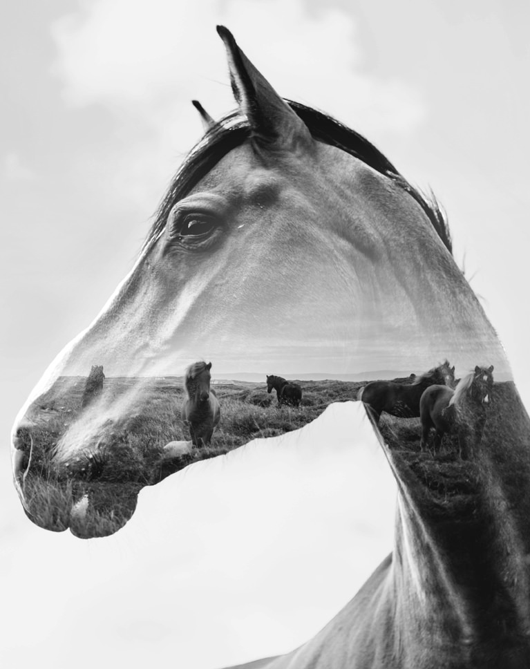 How to Make a Double Exposure in Photoshop + Downloadable Action