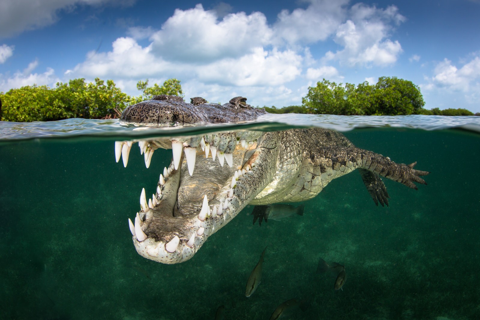 British Underwater Photographer of the Year Grant Thomas' Equipment ...