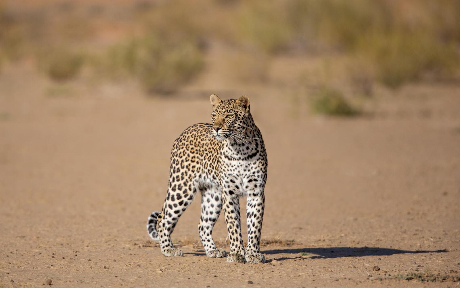 Photography Duo Patiently Stalks Leopard in Natural Habitat for ...