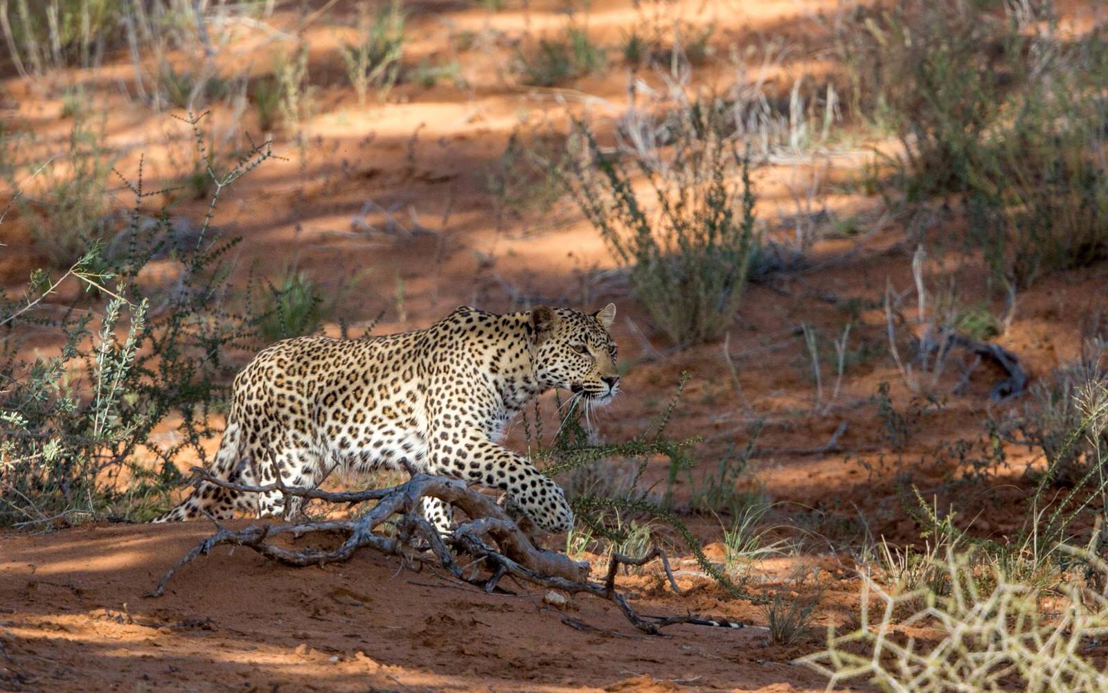 Photography Duo Patiently Stalks Leopard in Natural Habitat for ...