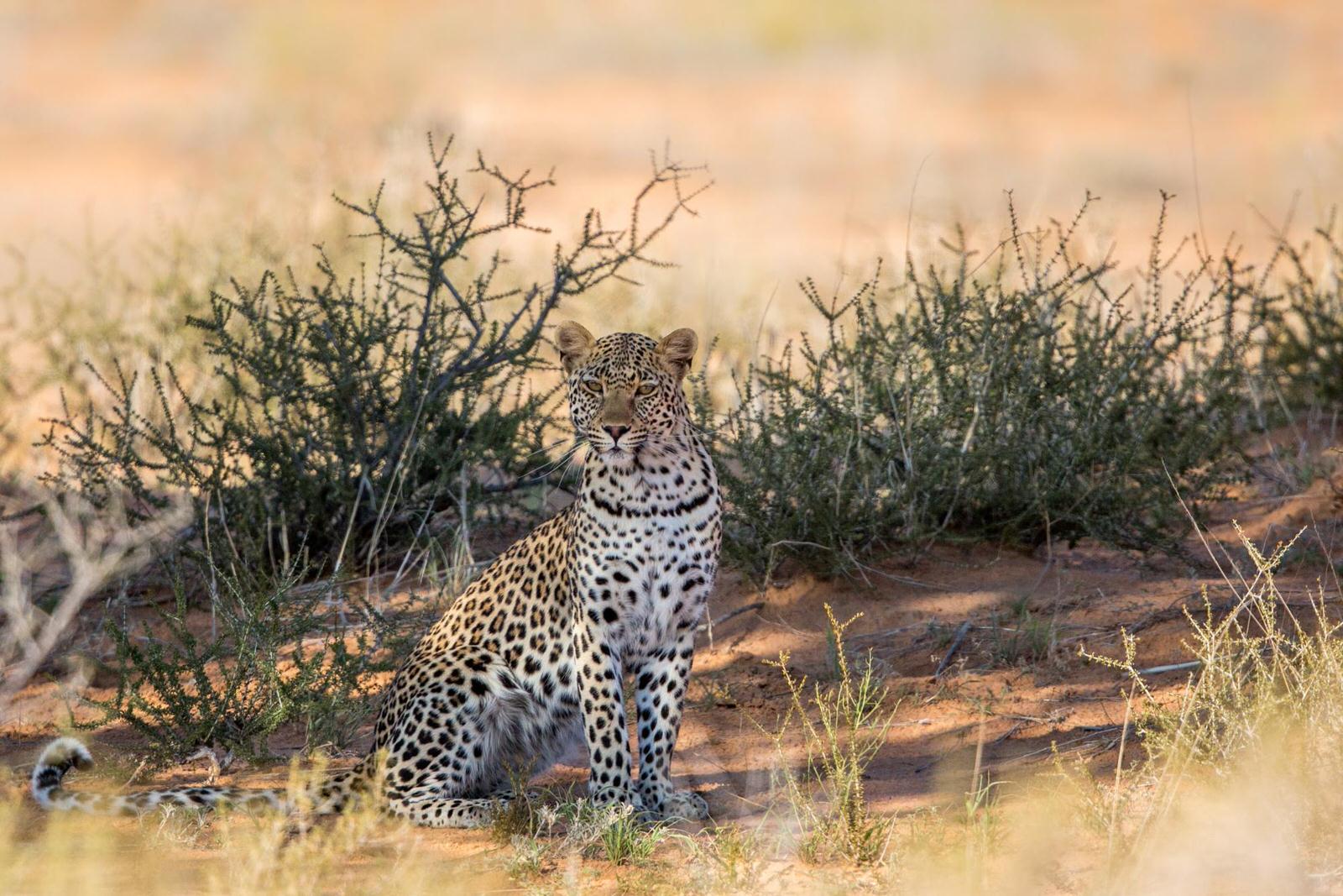 Photography Duo Patiently Stalks Leopard in Natural Habitat for ...