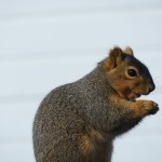 Intro to Photoshop Compositing for Beginners - PHLEARN