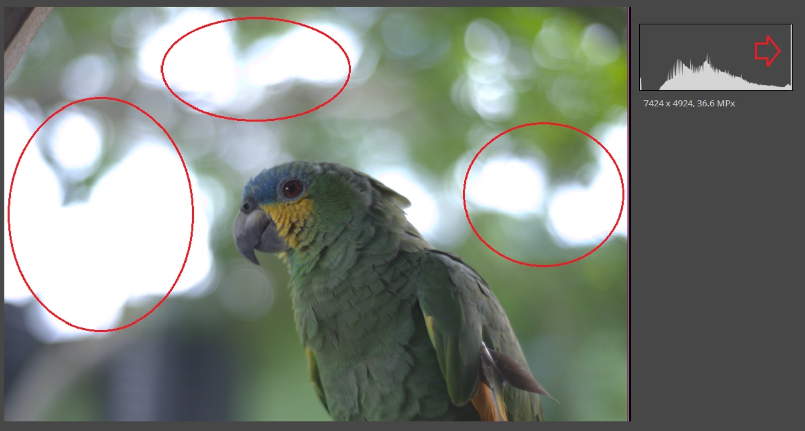 Histograms: How to Read Them and Use Them to Take Better Photos