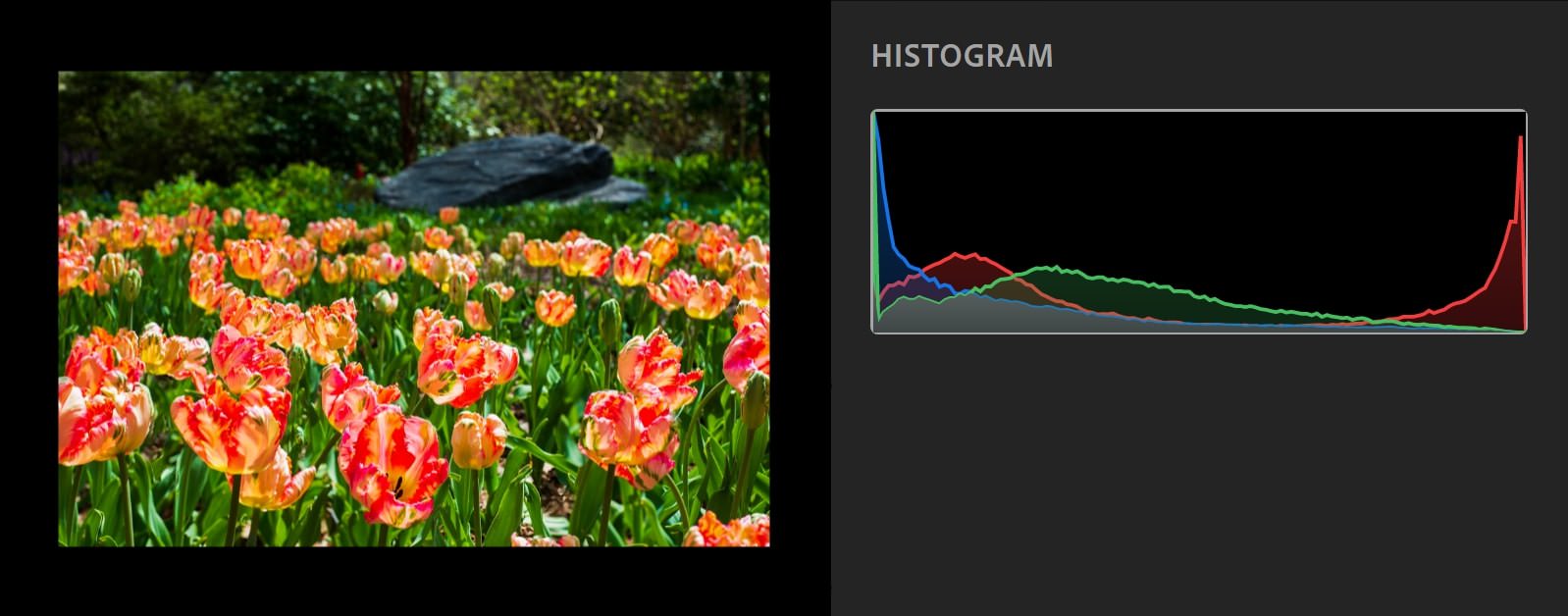 Histograms: How to Read Them and Use Them to Take Better Photos
