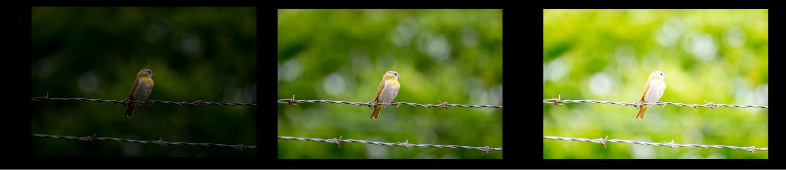 Histograms: How to Read Them and Use Them to Take Better Photos