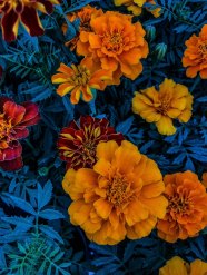 Complementary Colors And Their Impact On Photography CHEAT SHEET 