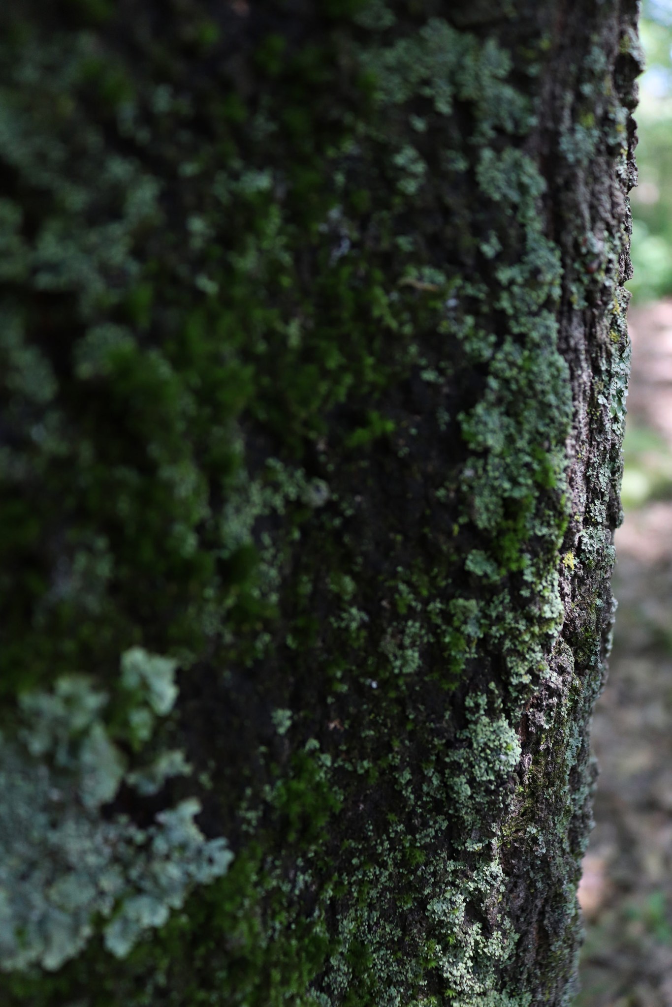 Focus Stacking: How to Master the Best-Kept Secret to Sharp Photos