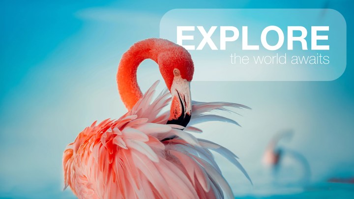 How to Use the Alignment Tools in Photoshop - PHLEARN